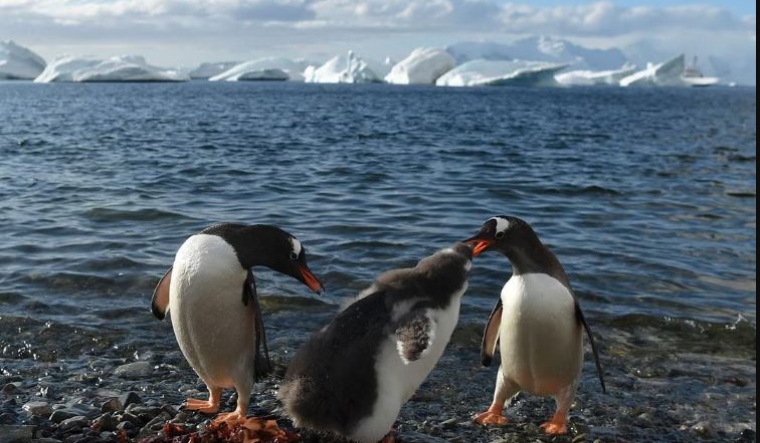 Did Bird flu kill thousands of penguins in Antarctica? Scientists fear ...