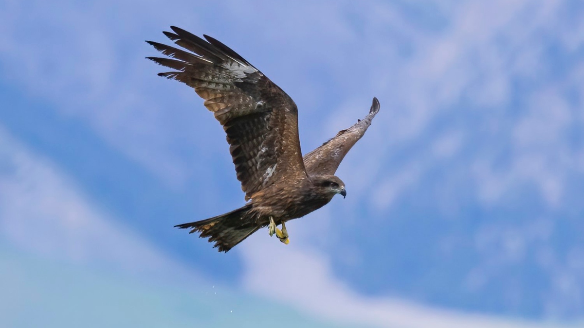 Bird hits: 10 birds that often strike aircraft in India and around the ...