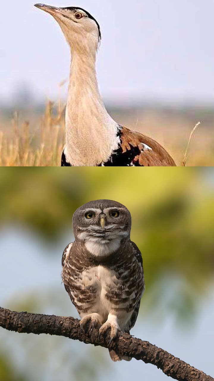 Endangered Birds Of India Endangered Birds In India: A Conservation