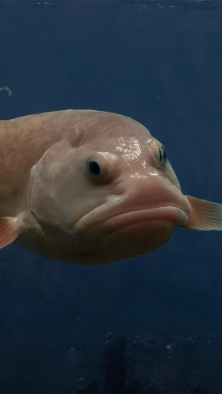 ginger blobfish