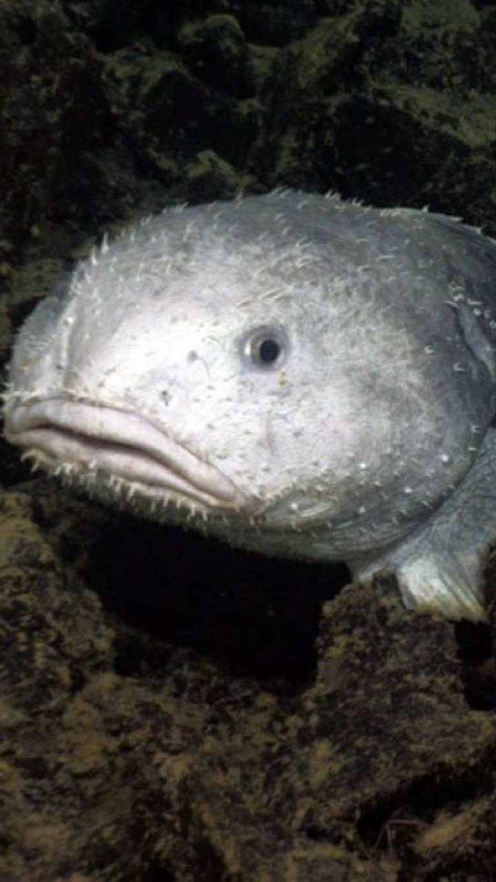 blobfish underwater
