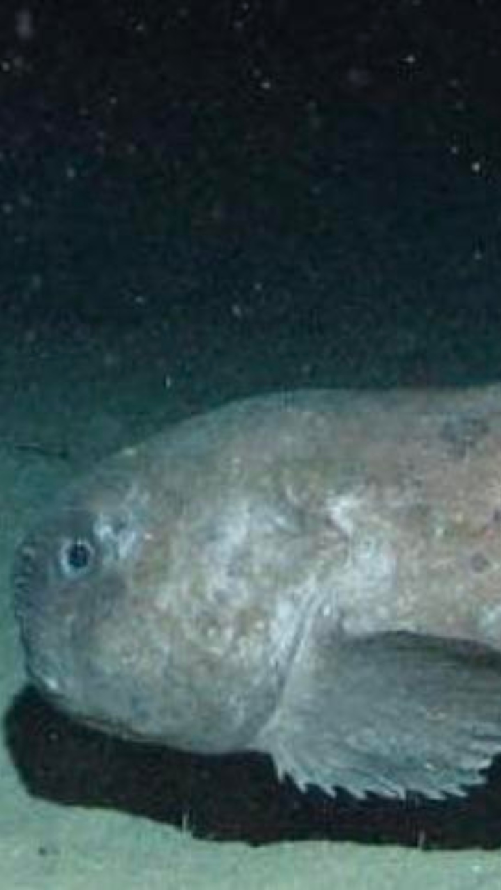 blobfish description