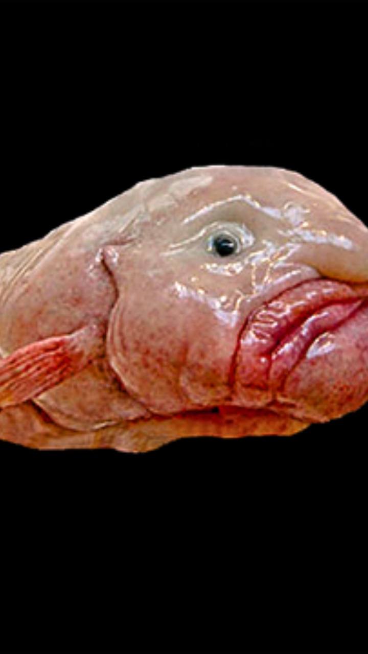 blobfish description