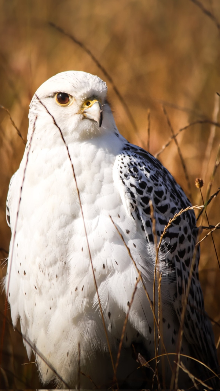 gyrfalcon speed