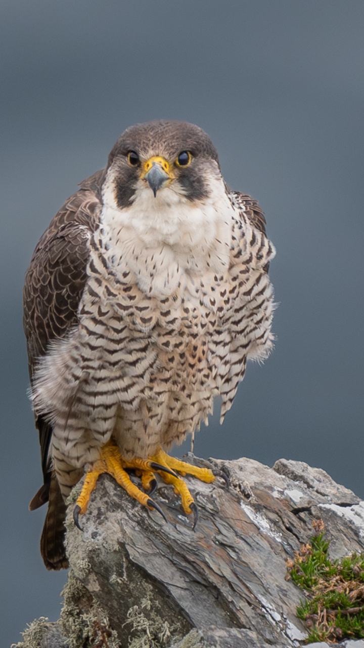 fastest bird on earth